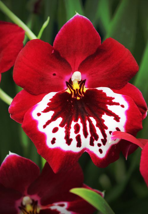 Jenis-Jenis Bunga Anggrek - Loka Baca