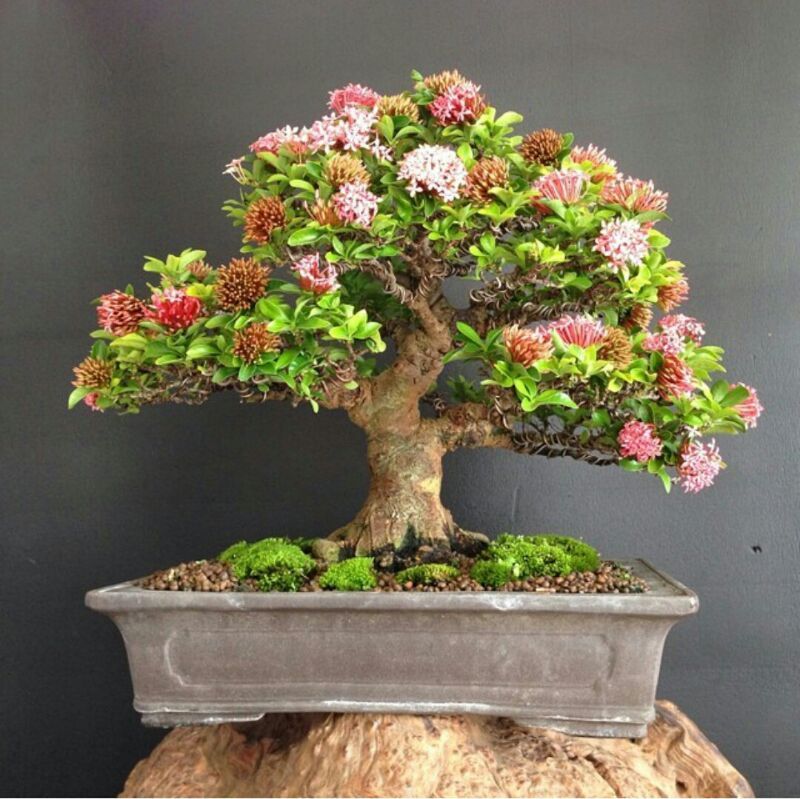 Jenis-jenis Bonsai Populer: Pilihan Terbaik untuk Pemula